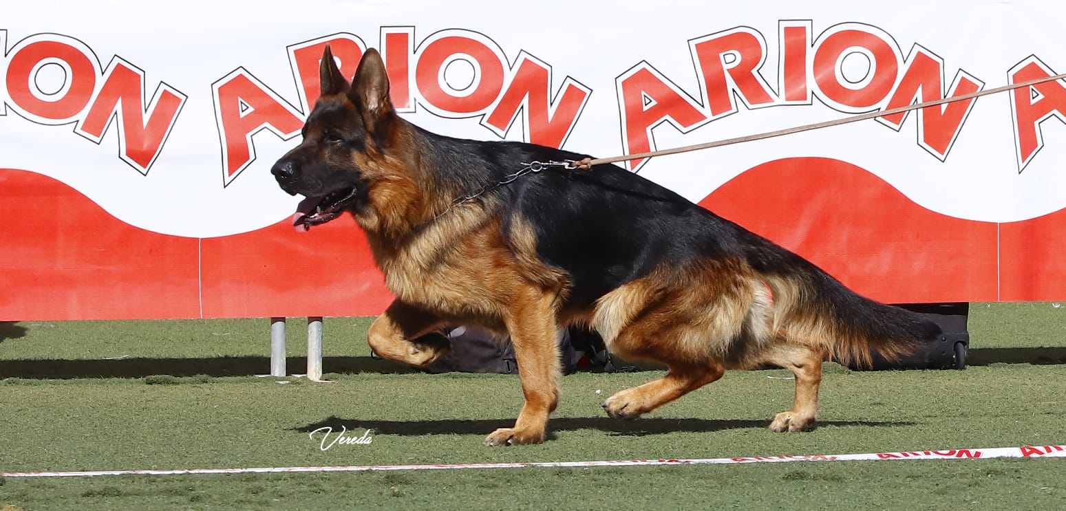 Wacron de Auringis | AURINGIS