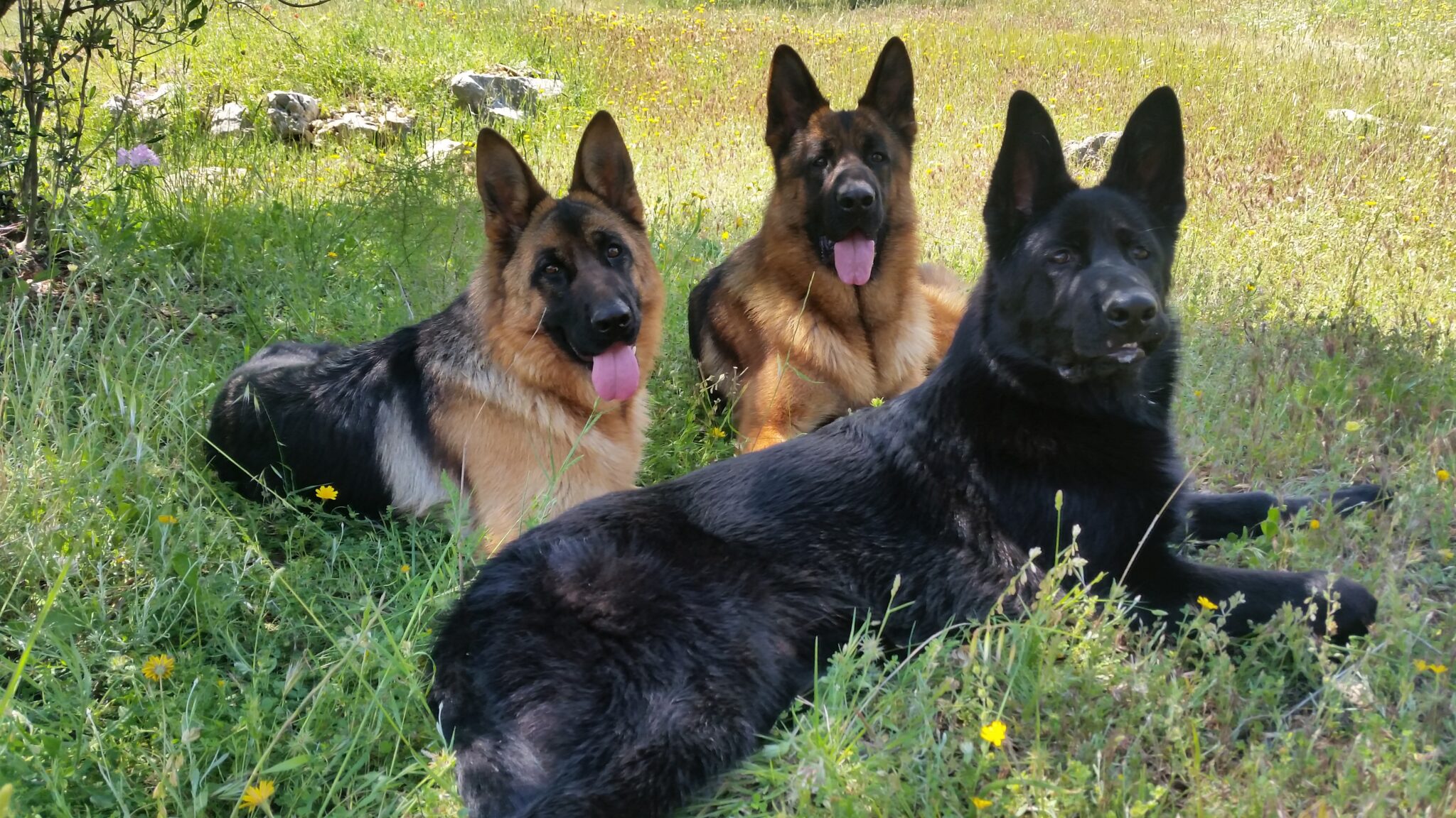 7 Consejos Esenciales para Mantener Saludable a tu Pastor Alemán - AURINGIS